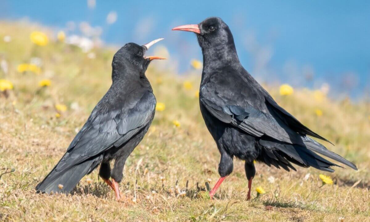 Cornwall Witnesses Increased Chough Sightings Ahead of Breeding Season ...