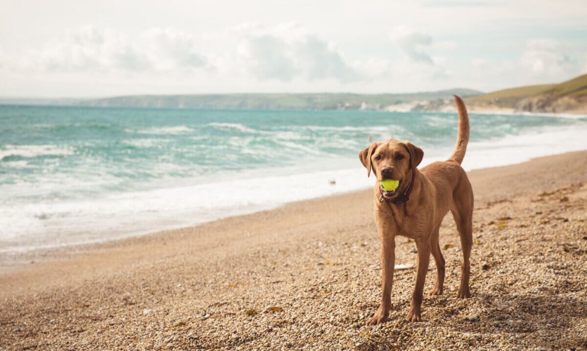 Cornwall’s Summer Dog Restrictions: Full Guide and Impact on Beach ...