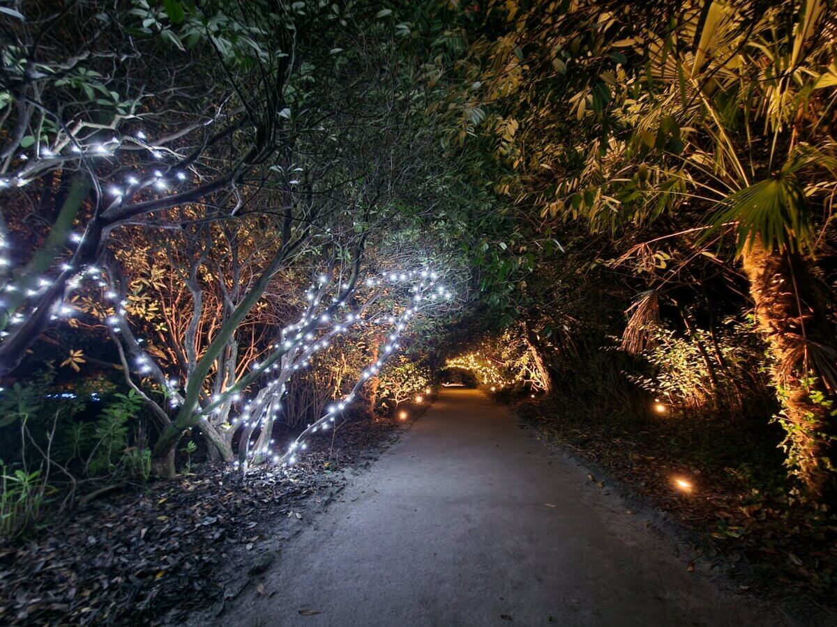 Illuminate Your Winter: Heligan Night Garden Returns with Spectacular ...