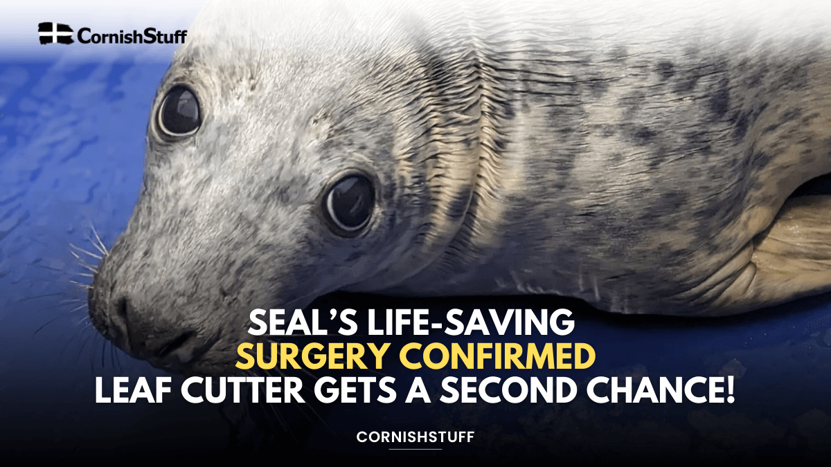 Seal's Life-Saving Surgery Confirmed - Leaf Cutter Gets a Second Chance ...