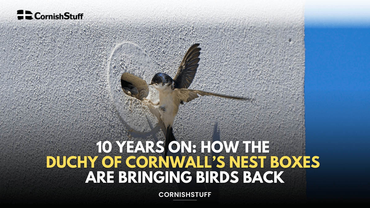 10 Years On: How the Duchy of Cornwall’s Nest Boxes Are Bringing Birds ...