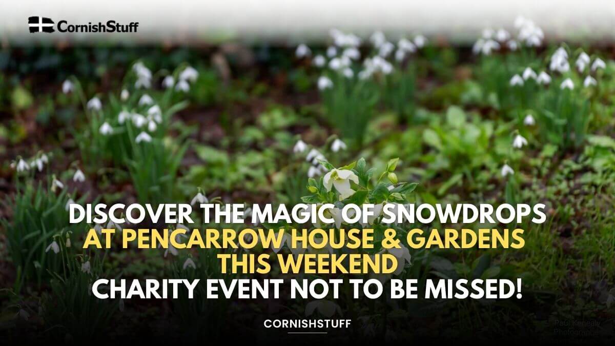 Discover the Magic of Snowdrops at Pencarrow House & Gardens This ...