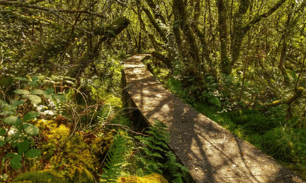 Cornwall’s Best Woodland Walks for an Enchanting Day Out - CornishStuff