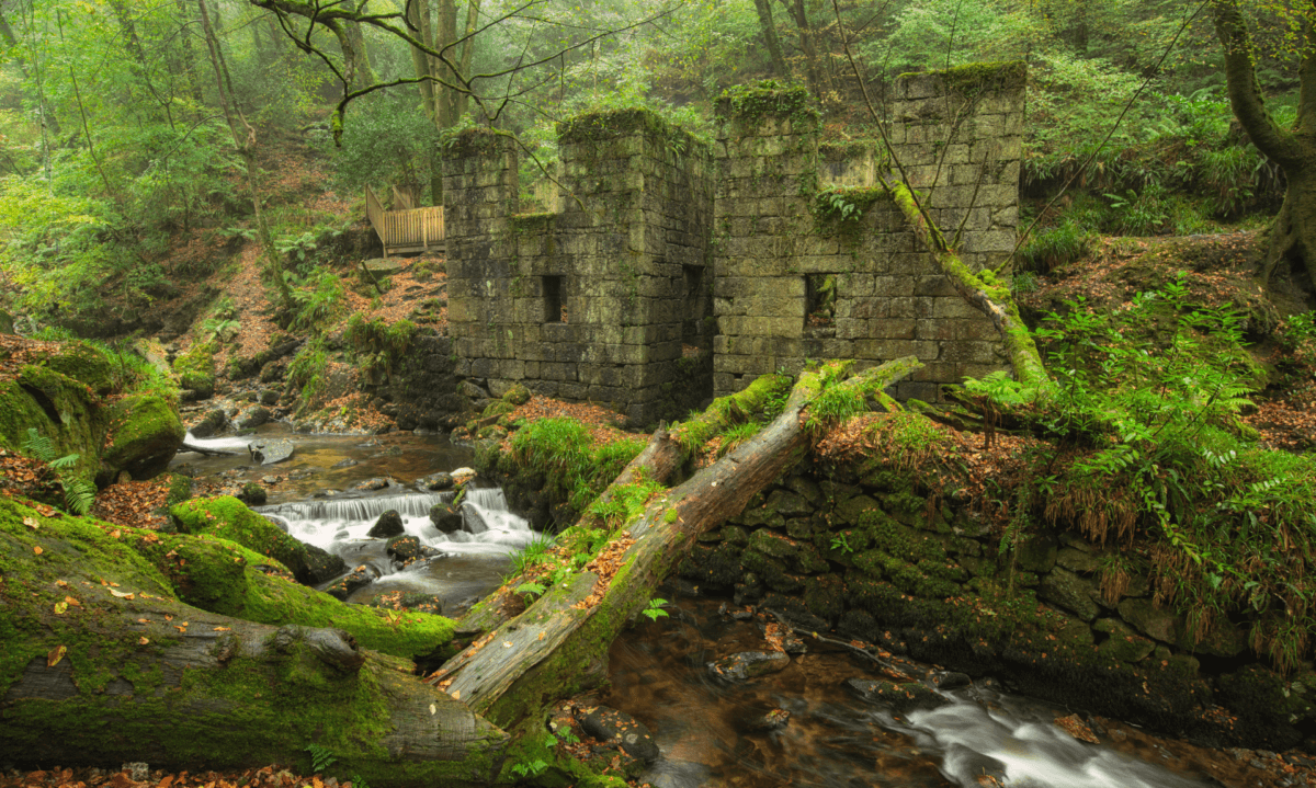 Cornwall’s Best Woodland Walks for an Enchanting Day Out - CornishStuff
