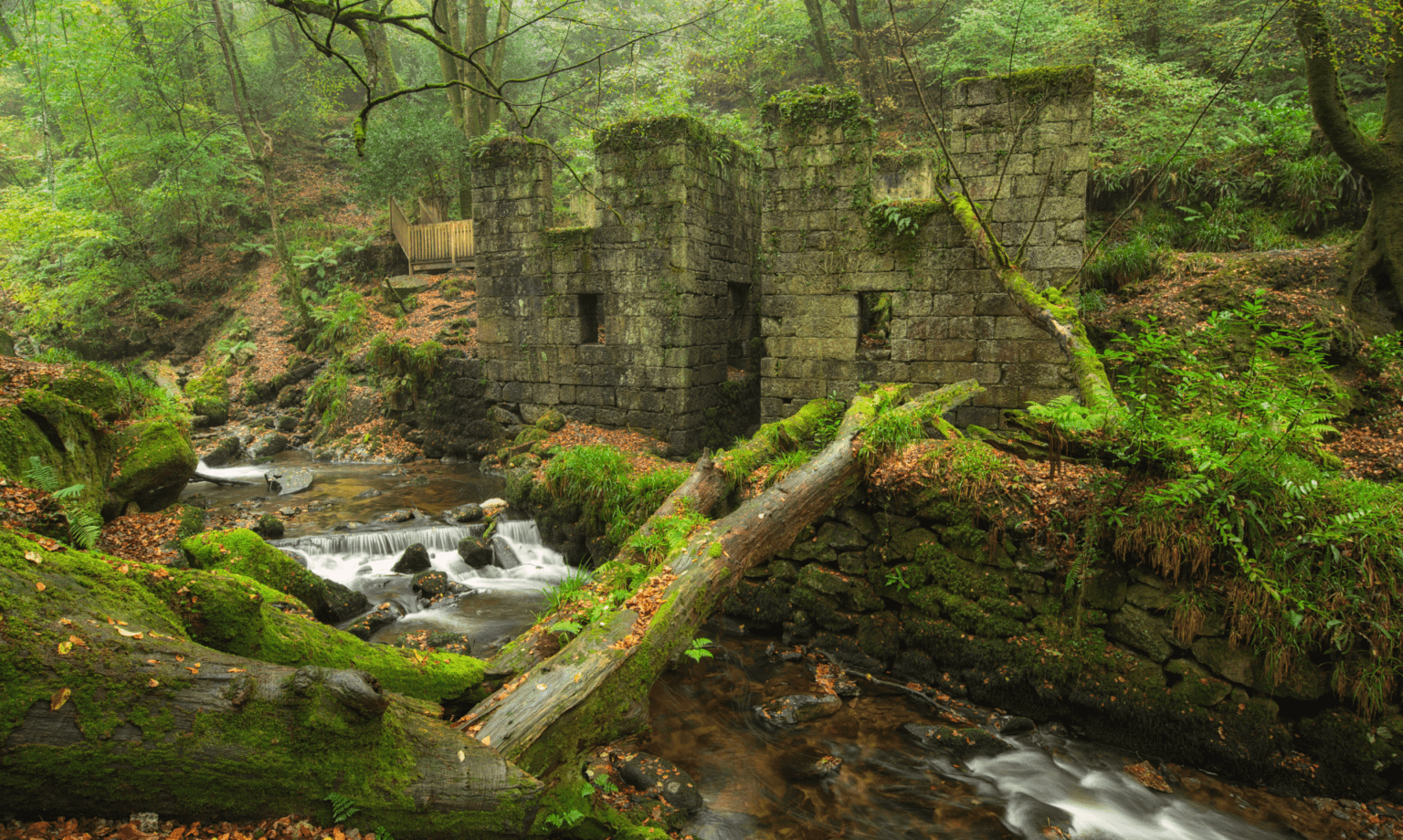Cornwall’s Best Woodland Walks for an Enchanting Day Out - CornishStuff
