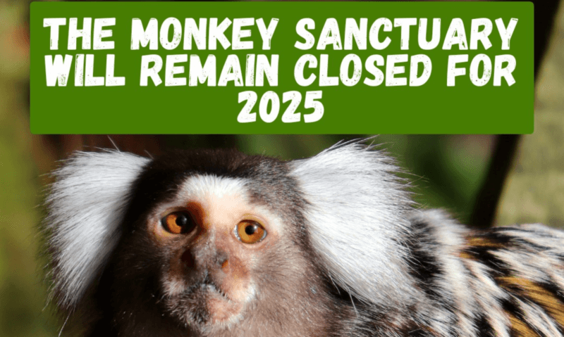 Monkey Sanctuary in Looe to Stay Closed for All of 2025 - Here's What ...