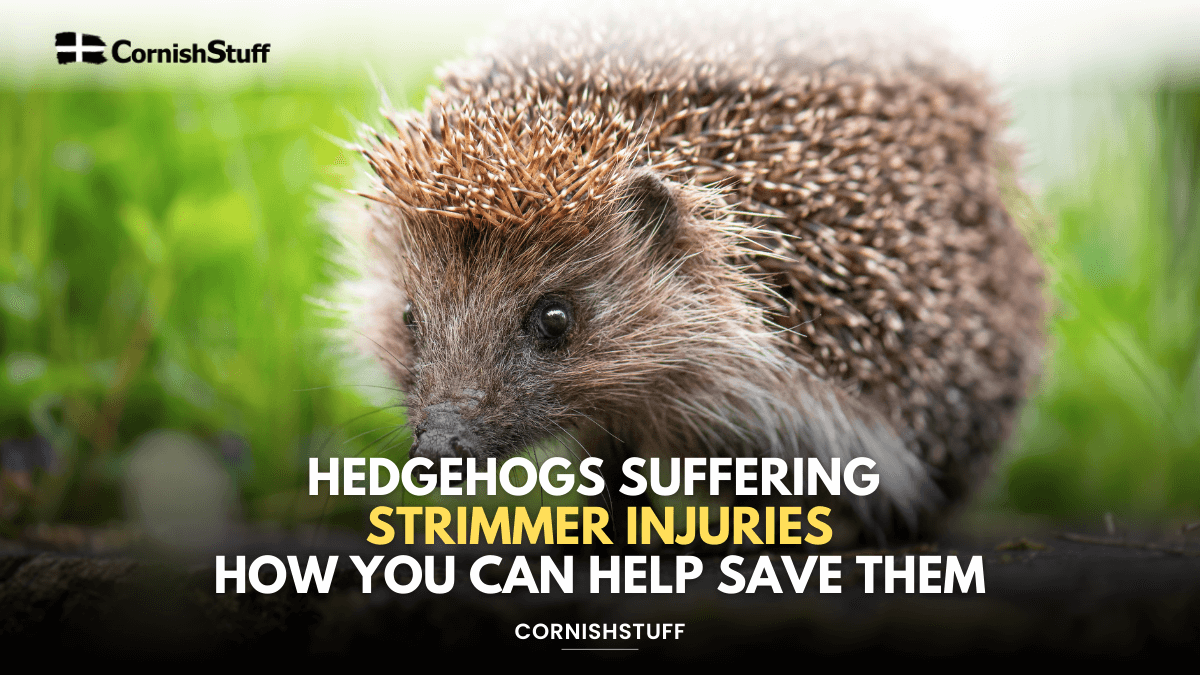Hedgehogs Suffering Strimmer Injuries - How You Can Help Save Them ...