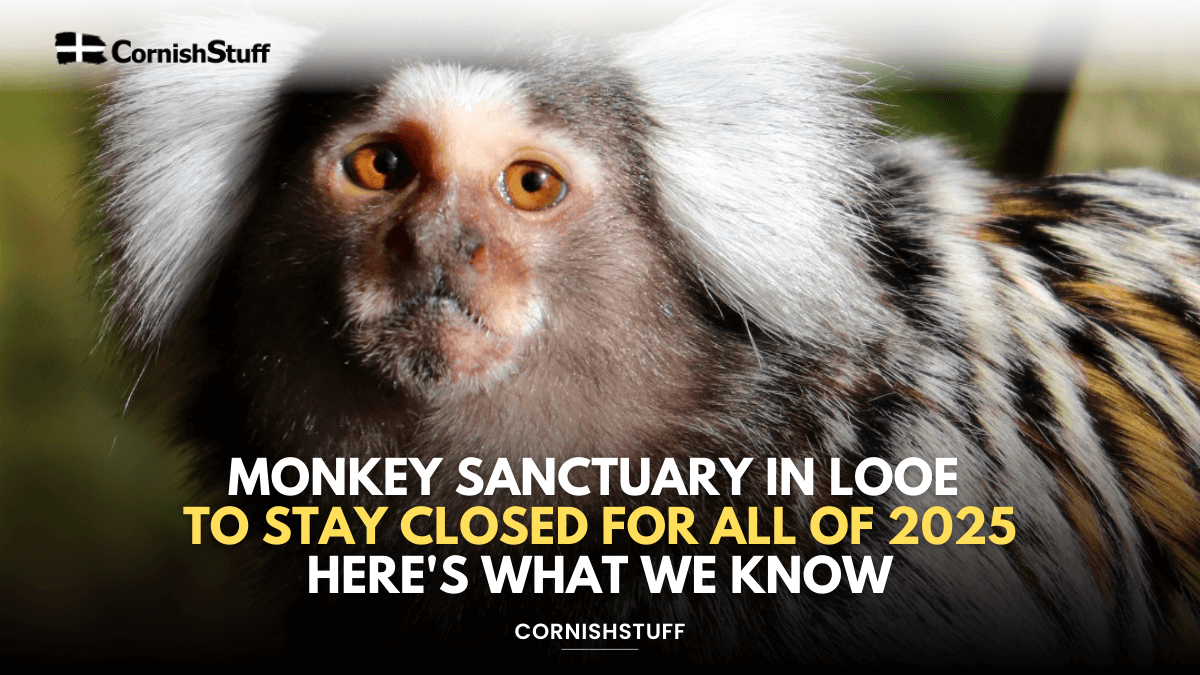 Monkey Sanctuary in Looe to Stay Closed for All of 2025 - Here's What ...