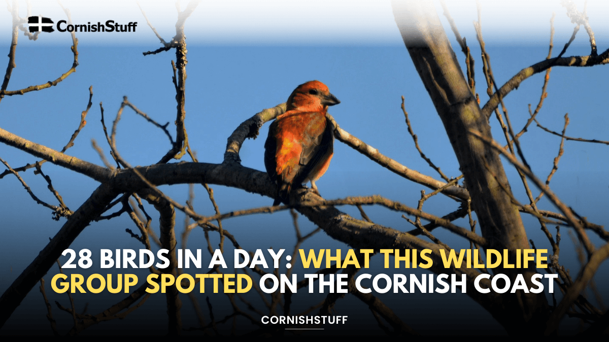 28 Birds in a Day: What This Wildlife Group Spotted on the Cornish ...