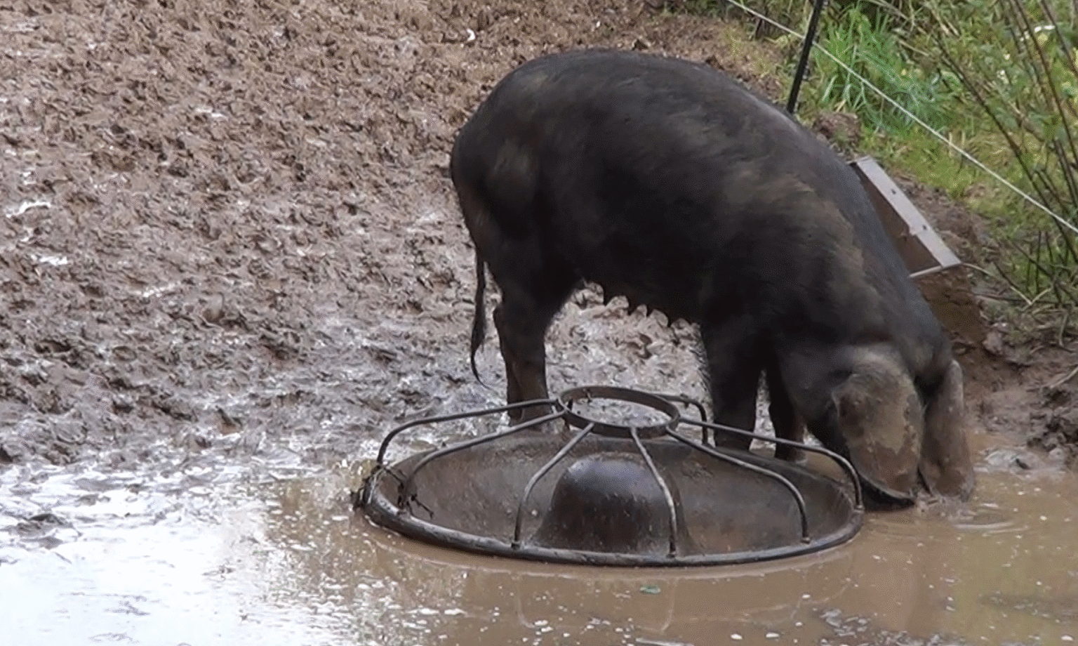 Banned for Five Years: Truro Smallholders Fined Over Shocking Animal ...