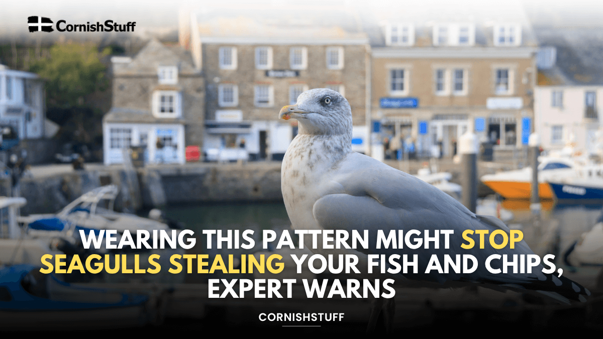 Wearing This Pattern Might Stop Seagulls Stealing Your Fish and Chips, Expert Warns - CornishStuff