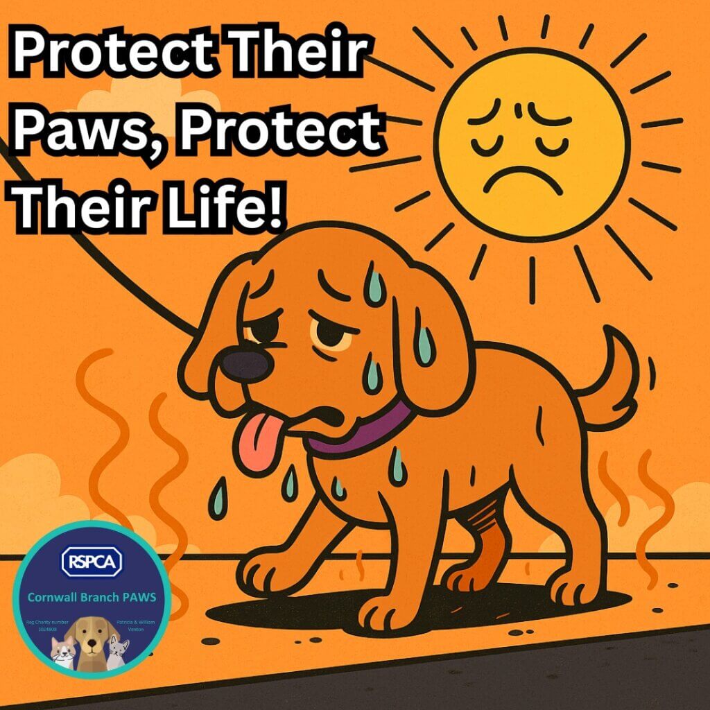 Advice from RSPCA Cornwall on Keeping Dogs Safe in Summer Heat ...