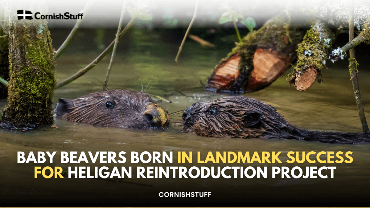 Baby Beavers Born in Landmark Success for Heligan Reintroduction ...