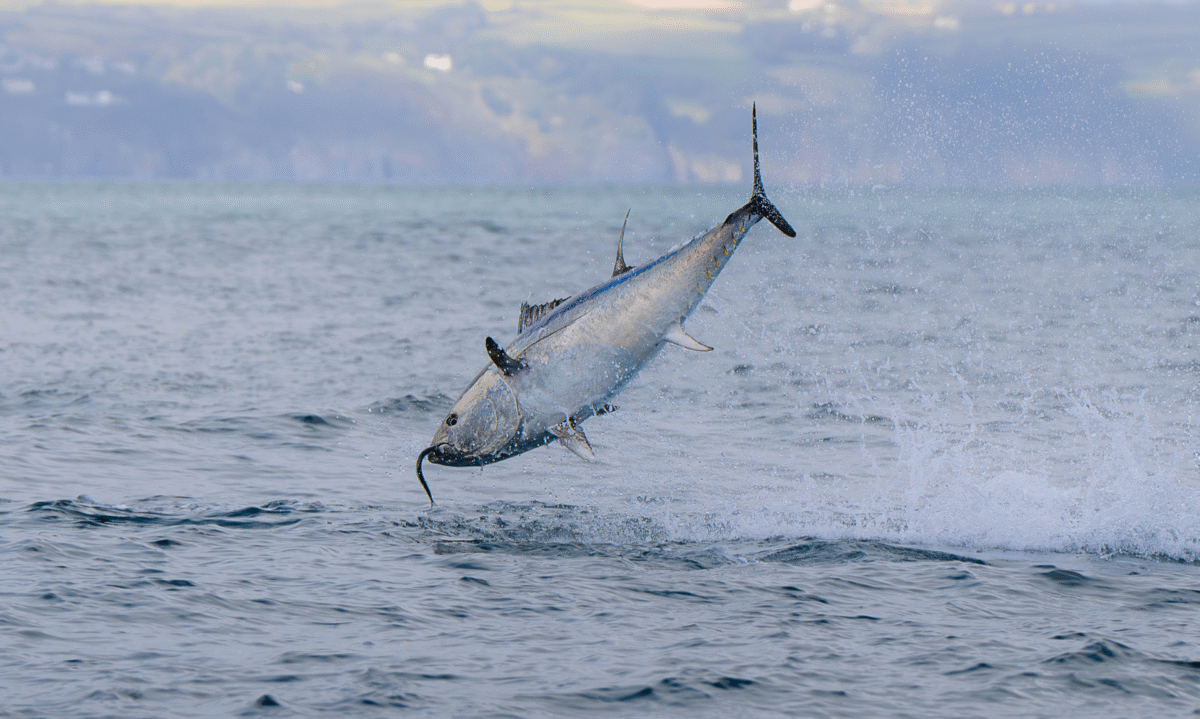UK Bluefin Tuna Catch and Release Championships to Take Place in ...