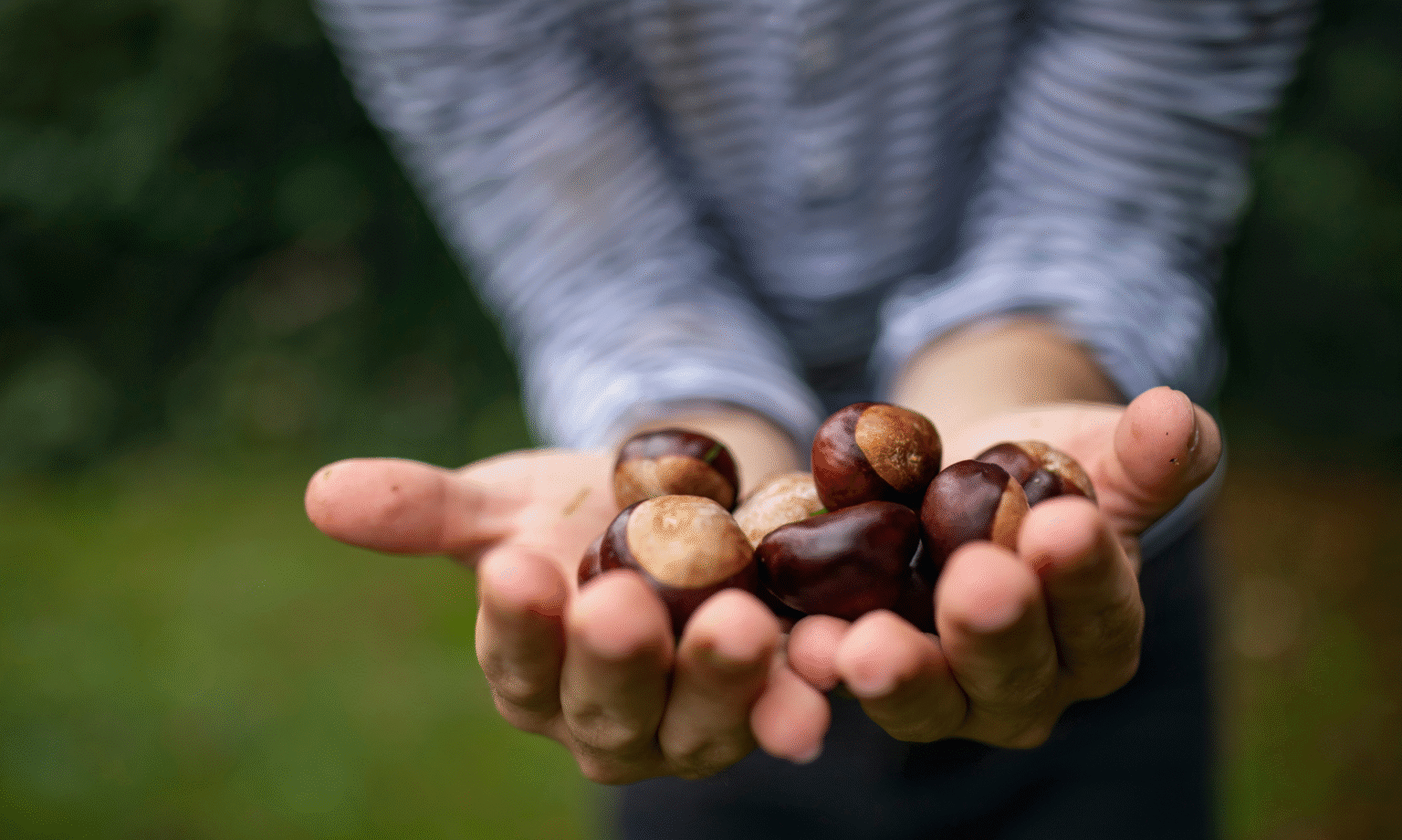 Vets Issue Warning to Dog Owners About Conker Dangers This Autumn ...