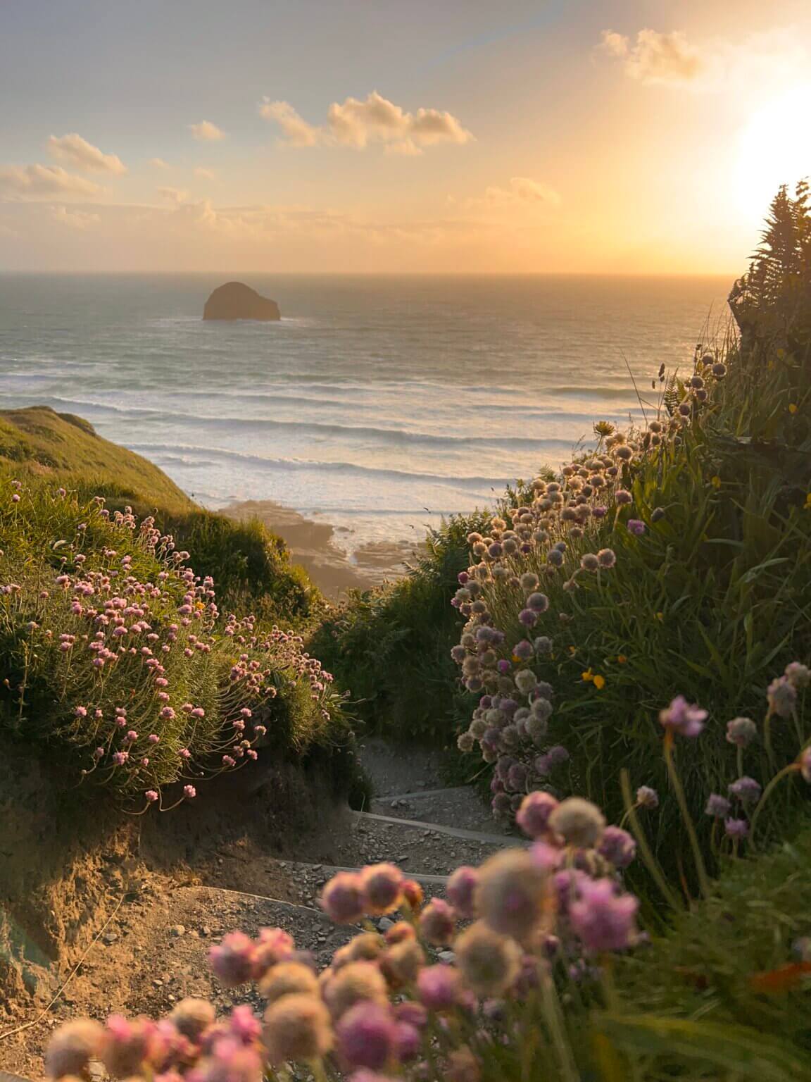 Winners Revealed in Eden Project’s Wildflower Photo Competition ...