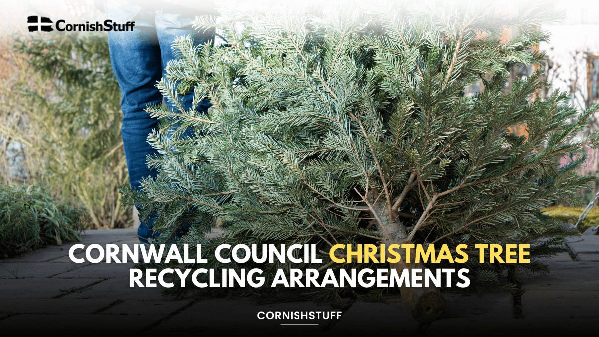 Cornwall Council Christmas Tree Recycling Arrangements - CornishStuff