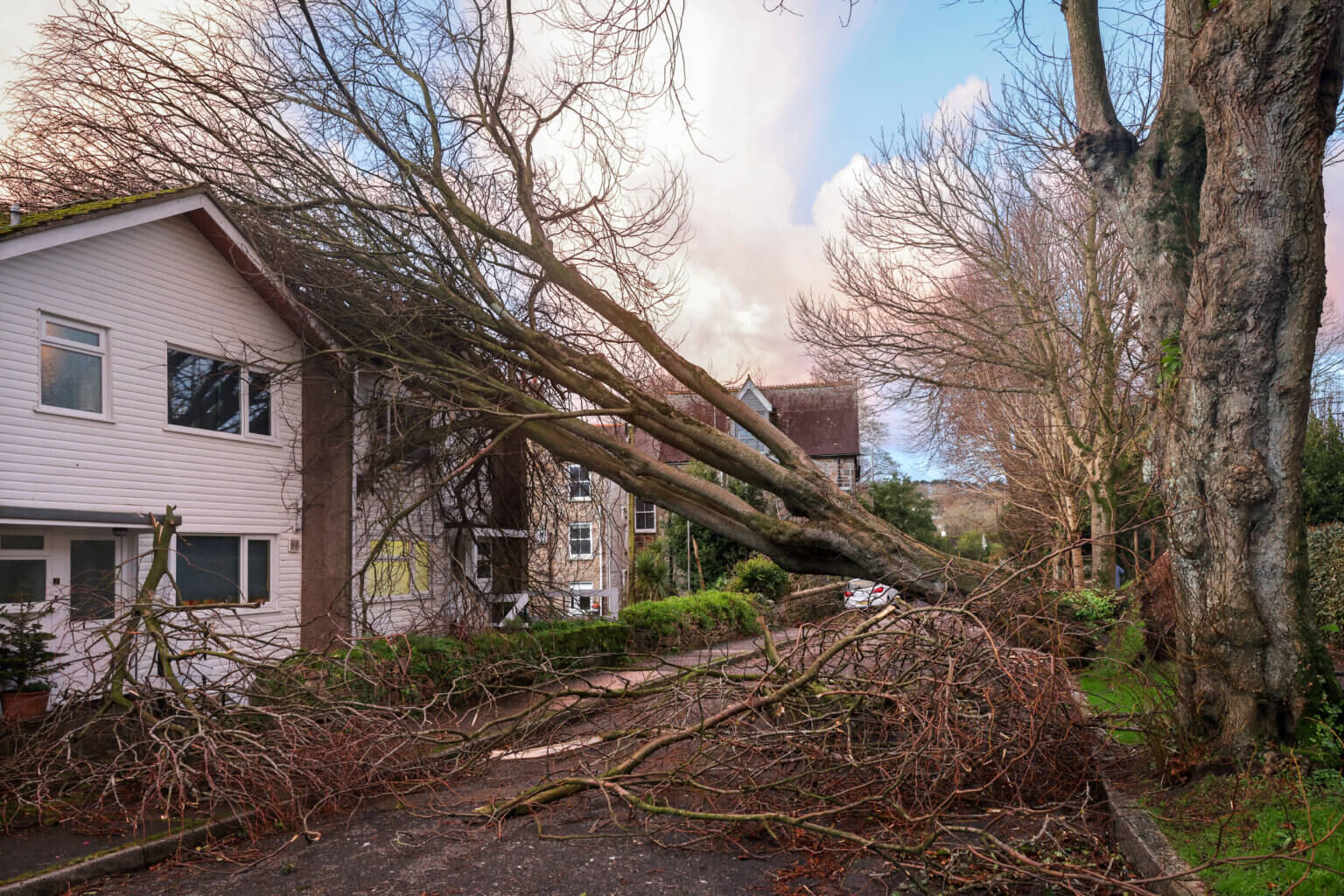 Fallen Trees Cause Disruption Across Penzance After Storm Goretti ...