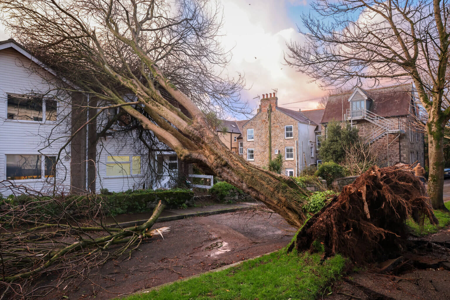 Fallen Trees Cause Disruption Across Penzance After Storm Goretti ...