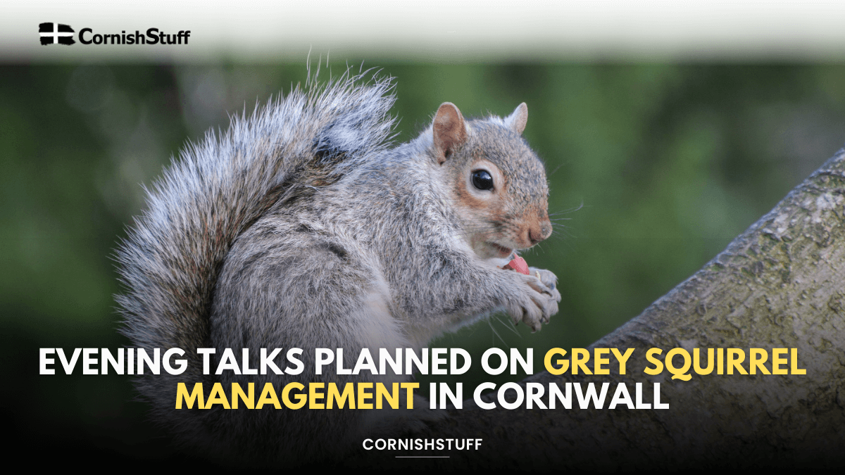 Evening Talks Planned on Grey Squirrel Management in Cornwall ...